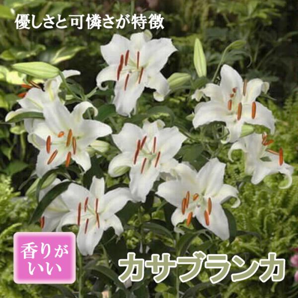 【こちらはご予約商品です】【発送時期の異なる商品とは同梱できません】発送時期が異なる商品を同時注文される場合、別送となるため追加で送料が発生します！発送時期については商品名・配送予定欄にてご確認いただくか、事前に同梱可能かお問合せください。...