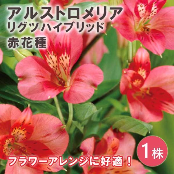 【発送時期の異なる商品とは同梱できません】発送時期が異なる商品を同時注文される場合、別送となるため追加で送料が発生します！発送時期については商品名・配送予定欄にてご確認いただくか、事前に同梱可能かお問合せください。※写真はイメージです。植物...