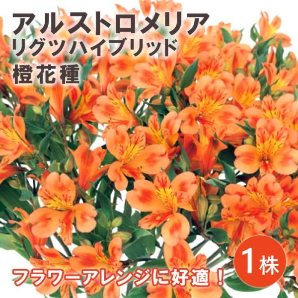【発送時期の異なる商品とは同梱できません】発送時期が異なる商品を同時注文される場合、別送となるため追加で送料が発生します！発送時期については商品名・配送予定欄にてご確認いただくか、事前に同梱可能かお問合せください。※写真はイメージです。植物...