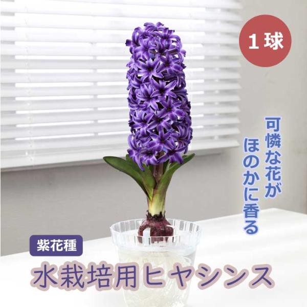 【発送時期の異なる商品とは同梱できません】発送時期が異なる商品を同時注文される場合、別送となるため追加で送料が発生します！発送時期については商品名・配送予定欄にてご確認いただくか、事前に同梱可能かお問合せください。※写真はイメージです。植物...