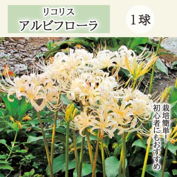【発送時期の異なる商品とは同梱できません】発送時期が異なる商品を同時注文される場合、別送となるため追加で送料が発生します！発送時期については商品名・配送予定欄にてご確認いただくか、事前に同梱可能かお問合せください。※写真はイメージです。植物...