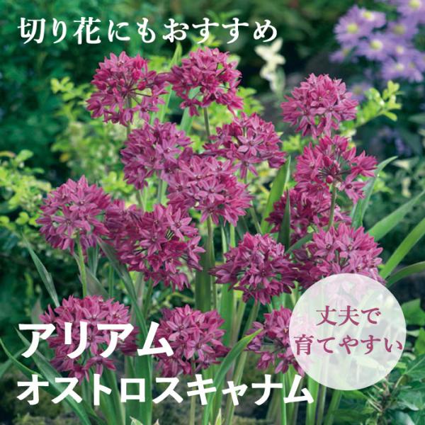 【発送時期の異なる商品とは同梱できません】発送時期が異なる商品を同時注文される場合、別送となるため追加で送料が発生します！発送時期については商品名・配送予定欄にてご確認いただくか、事前に同梱可能かお問合せください。※写真はイメージです。植物...