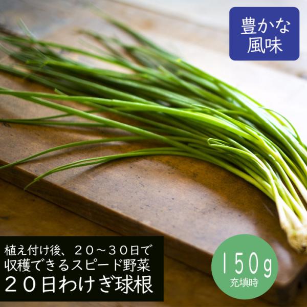 【こちらはご予約商品です】【発送時期の異なる商品とは同梱できません】発送時期が異なる商品を同時注文される場合、別送となるため追加で送料が発生します！発送時期については商品名・配送予定欄にてご確認いただくか、事前に同梱可能かお問合せください。...