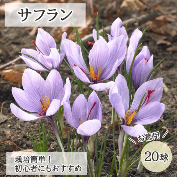 【こちらはご予約商品です】【発送時期の異なる商品とは同梱できません】発送時期が異なる商品を同時注文される場合、別送となるため追加で送料が発生します！発送時期については商品名・配送予定欄にてご確認いただくか、事前に同梱可能かお問合せください。...