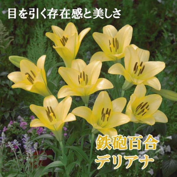 【発送時期の異なる商品とは同梱できません】発送時期が異なる商品を同時注文される場合、別送となるため追加で送料が発生します！発送時期については商品名・配送予定欄にてご確認いただくか、事前に同梱可能かお問合せください。※写真はイメージです。植物...