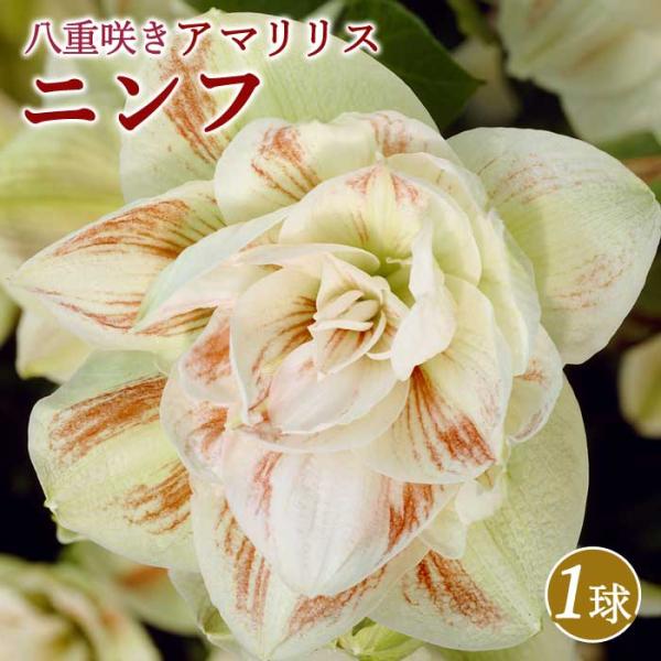 【発送時期の異なる商品とは同梱できません】発送時期が異なる商品を同時注文される場合、別送となるため追加で送料が発生します！発送時期については商品名・配送予定欄にてご確認いただくか、事前に同梱可能かお問合せください。※写真はイメージです。植物...