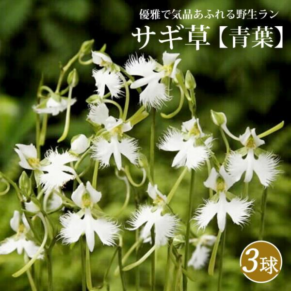 【発送時期の異なる商品とは同梱できません】発送時期が異なる商品を同時注文される場合、別送となるため追加で送料が発生します！発送時期については商品名・配送予定欄にてご確認いただくか、事前に同梱可能かお問合せください。※写真はイメージです。植物...