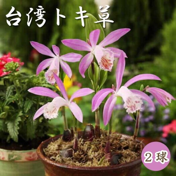 【発送時期の異なる商品とは同梱できません】発送時期が異なる商品を同時注文される場合、別送となるため追加で送料が発生します！発送時期については商品名・配送予定欄にてご確認いただくか、事前に同梱可能かお問合せください。※写真はイメージです。植物...