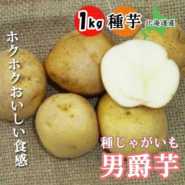 【こちらはご予約商品です】【発送時期の異なる商品とは同梱できません】発送時期が異なる商品を同時注文される場合、別送となるため追加で送料が発生します！発送時期については商品名・配送予定欄にてご確認いただくか、事前に同梱可能かお問合せください。...