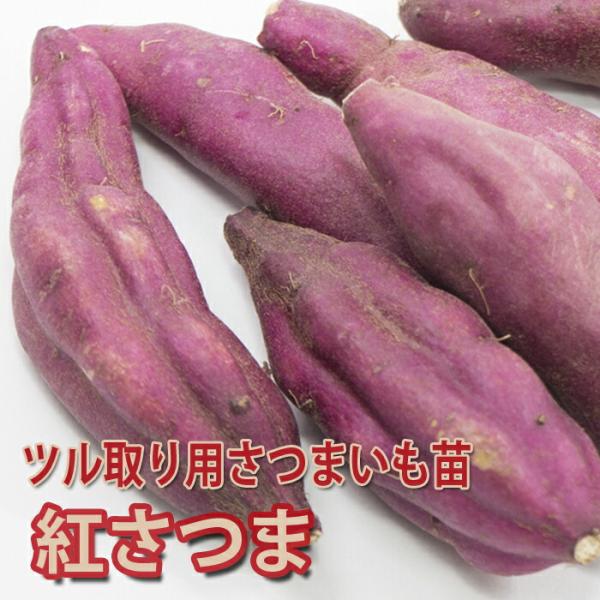 【こちらはご予約商品です】【発送時期の異なる商品とは同梱できません】発送時期が異なる商品を同時注文される場合、別送となるため追加で送料が発生します！発送時期については商品名・配送予定欄にてご確認いただくか、事前に同梱可能かお問合せください。...