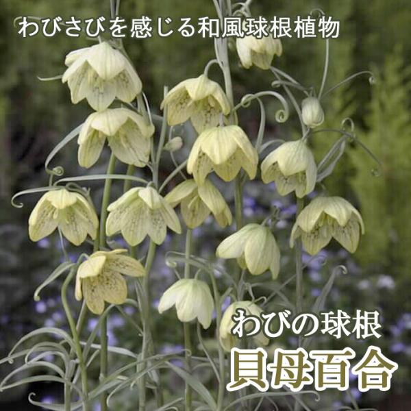 【発送時期の異なる商品とは同梱できません】発送時期が異なる商品を同時注文される場合、別送となるため追加で送料が発生します！発送時期については商品名・配送予定欄にてご確認いただくか、事前に同梱可能かお問合せください。※写真はイメージです。植物...