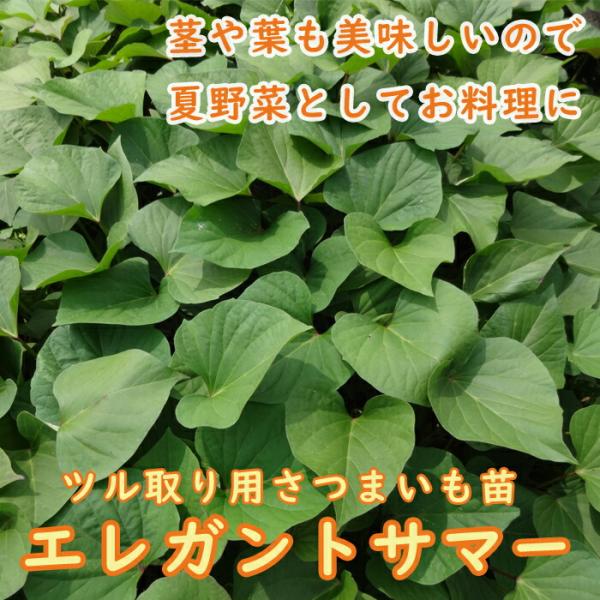 【こちらはご予約商品です】【発送時期の異なる商品とは同梱できません】発送時期が異なる商品を同時注文される場合、別送となるため追加で送料が発生します！発送時期については商品名・配送予定欄にてご確認いただくか、事前に同梱可能かお問合せください。...