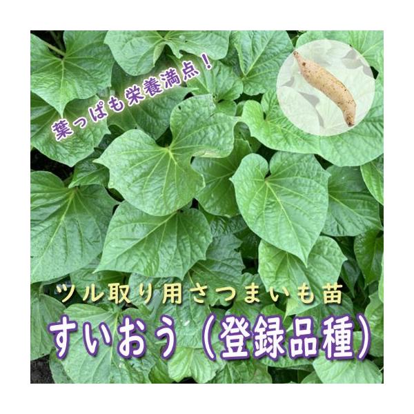 【こちらはご予約商品です】【発送時期の異なる商品とは同梱できません】発送時期が異なる商品を同時注文される場合、別送となるため追加で送料が発生します！発送時期については商品名・配送予定欄にてご確認いただくか、事前に同梱可能かお問合せください。...