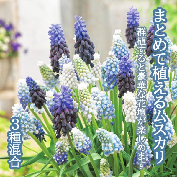 【発送時期の異なる商品とは同梱できません】発送時期が異なる商品を同時注文される場合、別送となるため追加で送料が発生します！発送時期については商品名・配送予定欄にてご確認いただくか、事前に同梱可能かお問合せください。※写真はイメージです。植物...