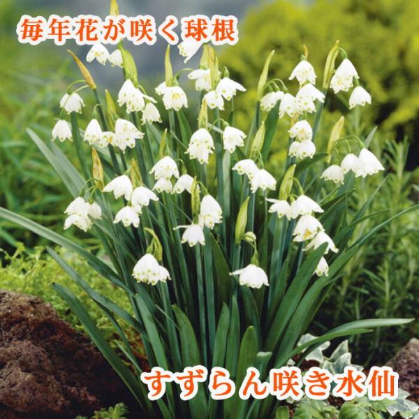 【発送時期の異なる商品とは同梱できません】発送時期が異なる商品を同時注文される場合、別送となるため追加で送料が発生します！発送時期については商品名・配送予定欄にてご確認いただくか、事前に同梱可能かお問合せください。※写真はイメージです。植物...
