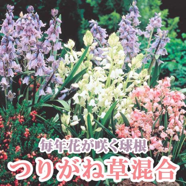 【発送時期の異なる商品とは同梱できません】発送時期が異なる商品を同時注文される場合、別送となるため追加で送料が発生します！発送時期については商品名・配送予定欄にてご確認いただくか、事前に同梱可能かお問合せください。※写真はイメージです。植物...
