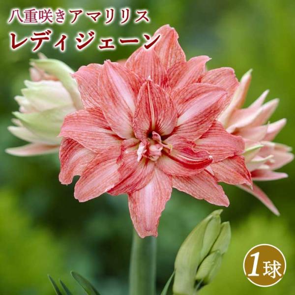 【こちらはご予約商品です】【発送時期の異なる商品とは同梱できません】発送時期が異なる商品を同時注文される場合、別送となるため追加で送料が発生します！発送時期については商品名・配送予定欄にてご確認いただくか、事前に同梱可能かお問合せください。...