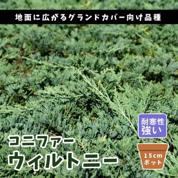 【発送時期の異なる商品とは同梱できません】発送時期が異なる商品を同時注文される場合、別送となるため追加で送料が発生します！発送時期については商品名・配送予定欄にてご確認いただくか、事前に同梱可能かお問合せください。※写真はイメージです。植物...