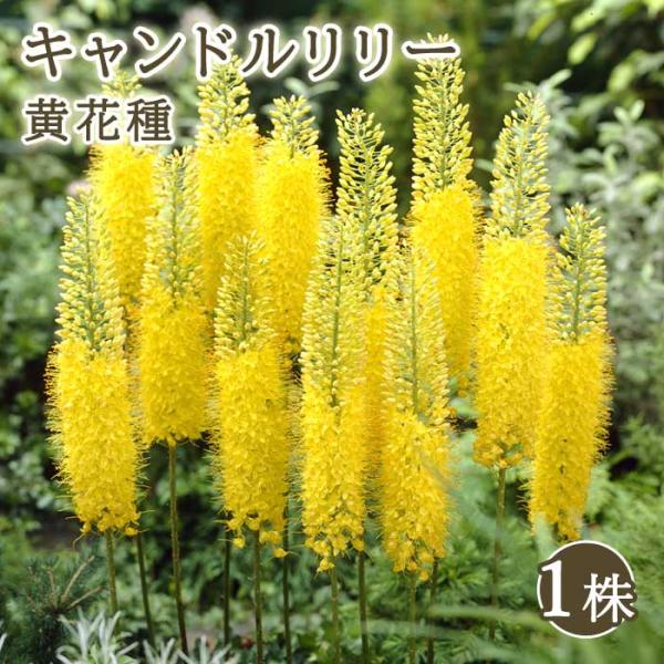 【発送時期の異なる商品とは同梱できません】発送時期が異なる商品を同時注文される場合、別送となるため追加で送料が発生します！発送時期については商品名・配送予定欄にてご確認いただくか、事前に同梱可能かお問合せください。※写真はイメージです。植物...