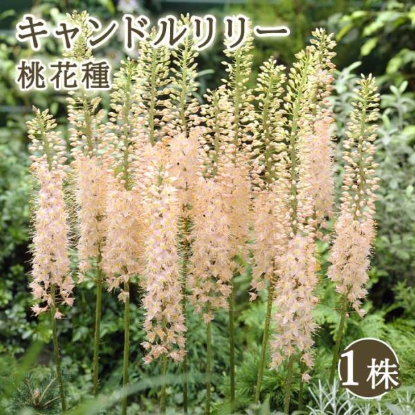 【こちらはご予約商品です】【発送時期の異なる商品とは同梱できません】発送時期が異なる商品を同時注文される場合、別送となるため追加で送料が発生します！発送時期については商品名・配送予定欄にてご確認いただくか、事前に同梱可能かお問合せください。...