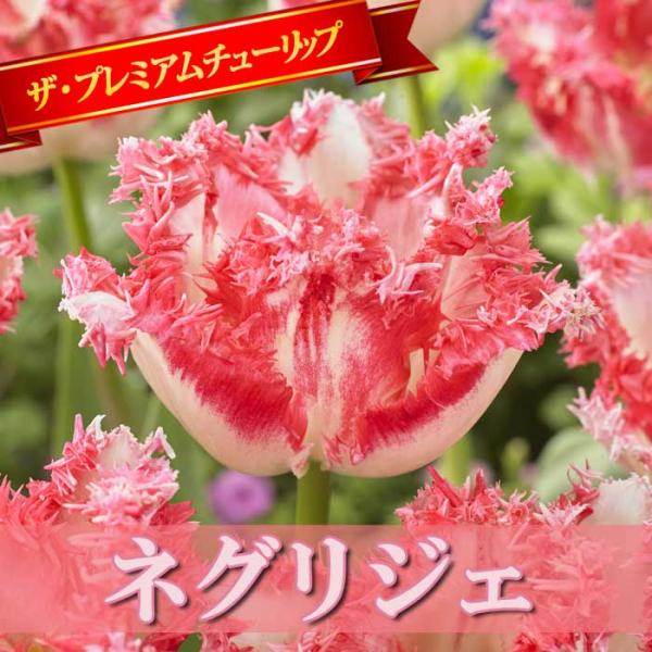【こちらはご予約商品です】【発送時期の異なる商品とは同梱できません】発送時期が異なる商品を同時注文される場合、別送となるため追加で送料が発生します！発送時期については商品名・配送予定欄にてご確認いただくか、事前に同梱可能かお問合せください。...
