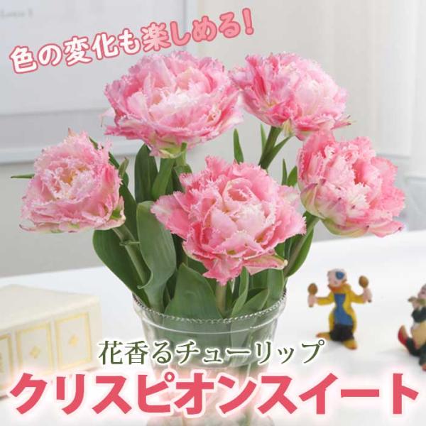 【こちらはご予約商品です】【発送時期の異なる商品とは同梱できません】発送時期が異なる商品を同時注文される場合、別送となるため追加で送料が発生します！発送時期については商品名・配送予定欄にてご確認いただくか、事前に同梱可能かお問合せください。...