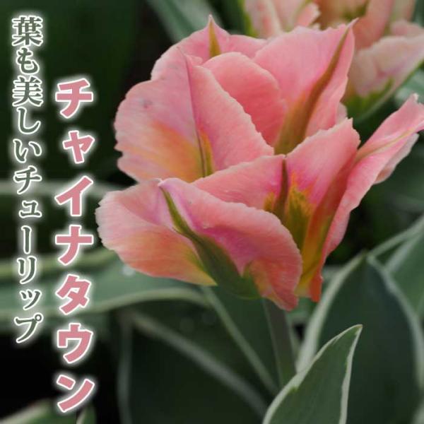 【こちらはご予約商品です】【発送時期の異なる商品とは同梱できません】発送時期が異なる商品を同時注文される場合、別送となるため追加で送料が発生します！発送時期については商品名・配送予定欄にてご確認いただくか、事前に同梱可能かお問合せください。...