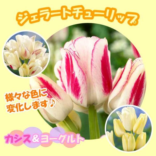 【こちらはご予約商品です】【発送時期の異なる商品とは同梱できません】発送時期が異なる商品を同時注文される場合、別送となるため追加で送料が発生します！発送時期については商品名・配送予定欄にてご確認いただくか、事前に同梱可能かお問合せください。...