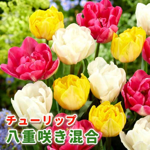 【発送時期の異なる商品とは同梱できません】発送時期が異なる商品を同時注文される場合、別送となるため追加で送料が発生します！発送時期については商品名・配送予定欄にてご確認いただくか、事前に同梱可能かお問合せください。※写真はイメージです。植物...