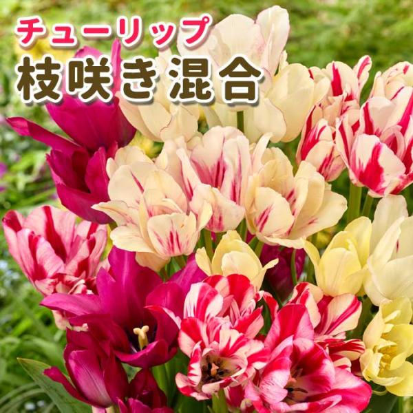 【発送時期の異なる商品とは同梱できません】発送時期が異なる商品を同時注文される場合、別送となるため追加で送料が発生します！発送時期については商品名・配送予定欄にてご確認いただくか、事前に同梱可能かお問合せください。※写真はイメージです。植物...