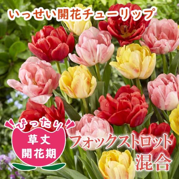 【発送時期の異なる商品とは同梱できません】発送時期が異なる商品を同時注文される場合、別送となるため追加で送料が発生します！発送時期については商品名・配送予定欄にてご確認いただくか、事前に同梱可能かお問合せください。※写真はイメージです。植物...