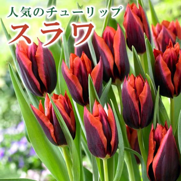 【こちらはご予約商品です】【発送時期の異なる商品とは同梱できません】発送時期が異なる商品を同時注文される場合、別送となるため追加で送料が発生します！発送時期については商品名・配送予定欄にてご確認いただくか、事前に同梱可能かお問合せください。...