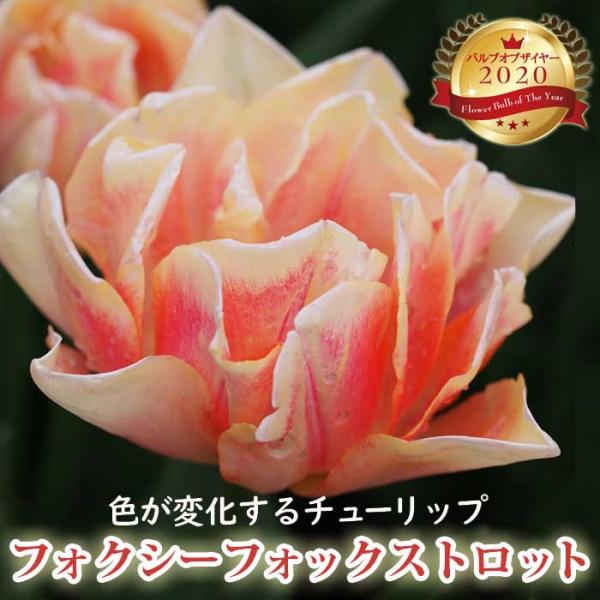【発送時期の異なる商品とは同梱できません】発送時期が異なる商品を同時注文される場合、別送となるため追加で送料が発生します！発送時期については商品名・配送予定欄にてご確認いただくか、事前に同梱可能かお問合せください。※写真はイメージです。植物...