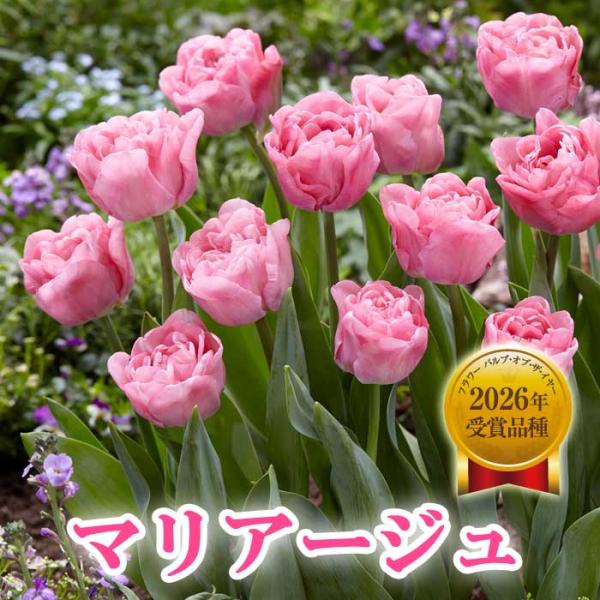 【こちらはご予約商品です】【発送時期の異なる商品とは同梱できません】発送時期が異なる商品を同時注文される場合、別送となるため追加で送料が発生します！発送時期については商品名・配送予定欄にてご確認いただくか、事前に同梱可能かお問合せください。...