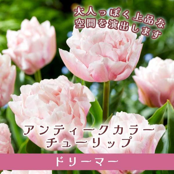 【こちらはご予約商品です】【発送時期の異なる商品とは同梱できません】発送時期が異なる商品を同時注文される場合、別送となるため追加で送料が発生します！発送時期については商品名・配送予定欄にてご確認いただくか、事前に同梱可能かお問合せください。...