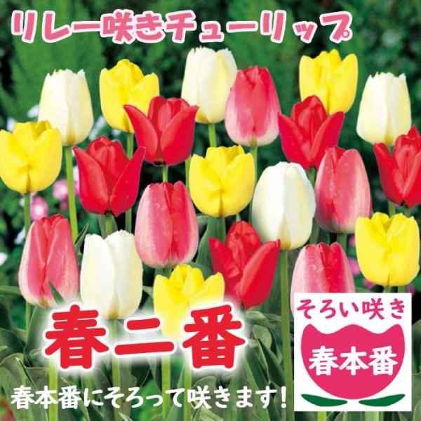 【発送時期の異なる商品とは同梱できません】発送時期が異なる商品を同時注文される場合、別送となるため追加で送料が発生します！発送時期については商品名・配送予定欄にてご確認いただくか、事前に同梱可能かお問合せください。※写真はイメージです。植物...