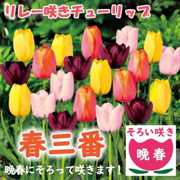 【発送時期の異なる商品とは同梱できません】発送時期が異なる商品を同時注文される場合、別送となるため追加で送料が発生します！発送時期については商品名・配送予定欄にてご確認いただくか、事前に同梱可能かお問合せください。※写真はイメージです。植物...