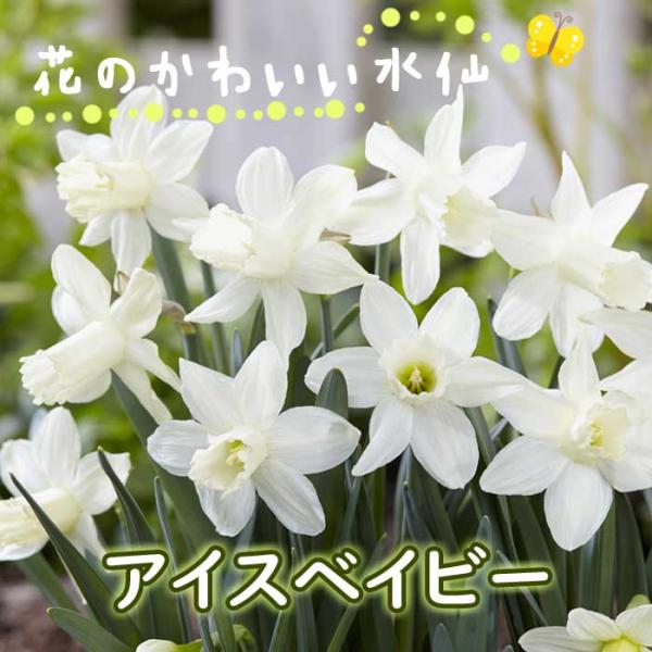 【こちらはご予約商品です】【発送時期の異なる商品とは同梱できません】発送時期が異なる商品を同時注文される場合、別送となるため追加で送料が発生します！発送時期については商品名・配送予定欄にてご確認いただくか、事前に同梱可能かお問合せください。...