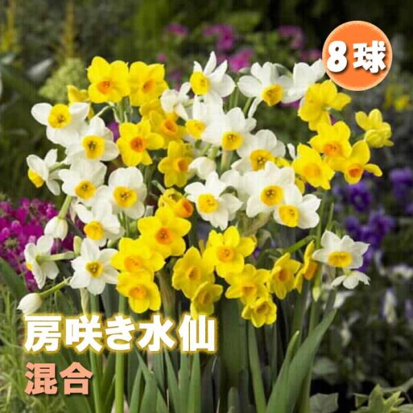 【発送時期の異なる商品とは同梱できません】発送時期が異なる商品を同時注文される場合、別送となるため追加で送料が発生します！発送時期については商品名・配送予定欄にてご確認いただくか、事前に同梱可能かお問合せください。※写真はイメージです。植物...