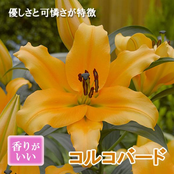 【発送時期の異なる商品とは同梱できません】発送時期が異なる商品を同時注文される場合、別送となるため追加で送料が発生します！発送時期については商品名・配送予定欄にてご確認いただくか、事前に同梱可能かお問合せください。※写真はイメージです。植物...