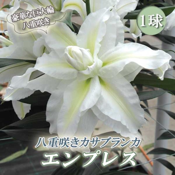 【発送時期の異なる商品とは同梱できません】発送時期が異なる商品を同時注文される場合、別送となるため追加で送料が発生します！発送時期については商品名・配送予定欄にてご確認いただくか、事前に同梱可能かお問合せください。※写真はイメージです。植物...