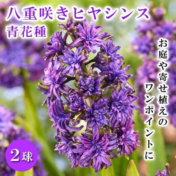 【発送時期の異なる商品とは同梱できません】発送時期が異なる商品を同時注文される場合、別送となるため追加で送料が発生します！発送時期については商品名・配送予定欄にてご確認いただくか、事前に同梱可能かお問合せください。※写真はイメージです。植物...