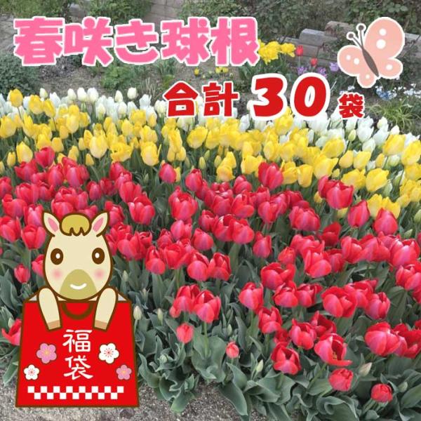 【発送時期の異なる商品とは同梱できません】発送時期が異なる商品を同時注文される場合、別送となるため追加で送料が発生します！発送時期については商品名・配送予定欄にてご確認いただくか、事前に同梱可能かお問合せください。※写真はイメージです。植物...