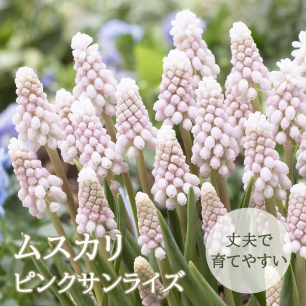 【発送時期の異なる商品とは同梱できません】発送時期が異なる商品を同時注文される場合、別送となるため追加で送料が発生します！発送時期については商品名・配送予定欄にてご確認いただくか、事前に同梱可能かお問合せください。※写真はイメージです。植物...