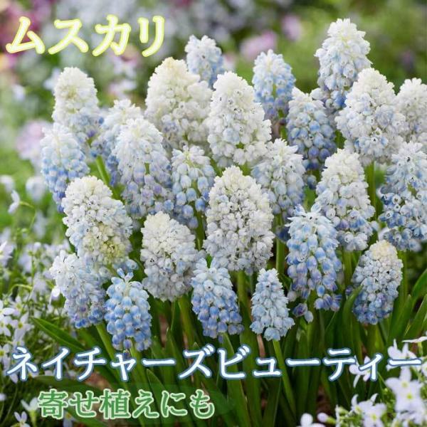 【発送時期の異なる商品とは同梱できません】発送時期が異なる商品を同時注文される場合、別送となるため追加で送料が発生します！発送時期については商品名・配送予定欄にてご確認いただくか、事前に同梱可能かお問合せください。※写真はイメージです。植物...