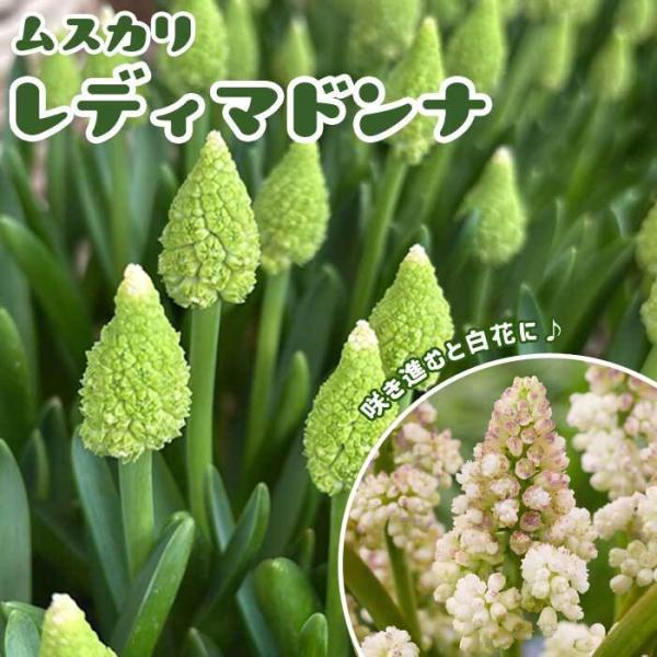 【発送時期の異なる商品とは同梱できません】発送時期が異なる商品を同時注文される場合、別送となるため追加で送料が発生します！発送時期については商品名・配送予定欄にてご確認いただくか、事前に同梱可能かお問合せください。※写真はイメージです。植物...