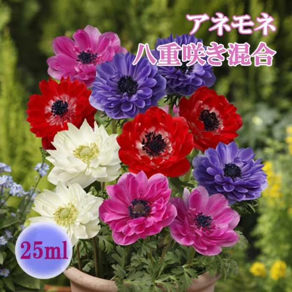 【発送時期の異なる商品とは同梱できません】発送時期が異なる商品を同時注文される場合、別送となるため追加で送料が発生します！発送時期については商品名・配送予定欄にてご確認いただくか、事前に同梱可能かお問合せください。※写真はイメージです。植物...