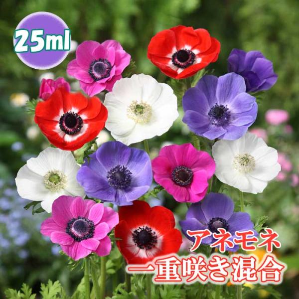 【発送時期の異なる商品とは同梱できません】発送時期が異なる商品を同時注文される場合、別送となるため追加で送料が発生します！発送時期については商品名・配送予定欄にてご確認いただくか、事前に同梱可能かお問合せください。※写真はイメージです。植物...