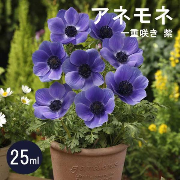 【発送時期の異なる商品とは同梱できません】発送時期が異なる商品を同時注文される場合、別送となるため追加で送料が発生します！発送時期については商品名・配送予定欄にてご確認いただくか、事前に同梱可能かお問合せください。※写真はイメージです。植物...