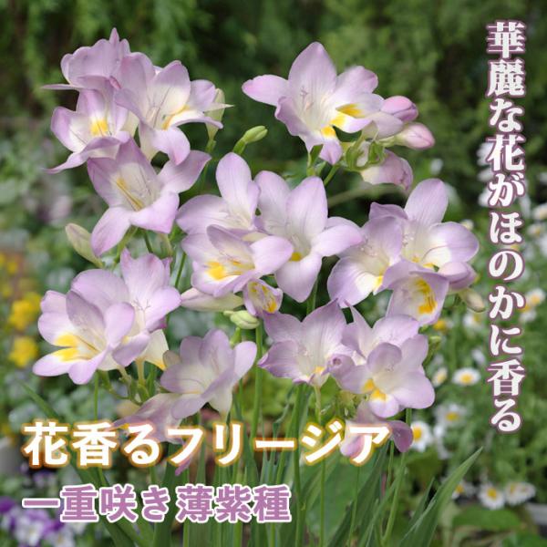 【こちらはご予約商品です】【発送時期の異なる商品とは同梱できません】発送時期が異なる商品を同時注文される場合、別送となるため追加で送料が発生します！発送時期については商品名・配送予定欄にてご確認いただくか、事前に同梱可能かお問合せください。...